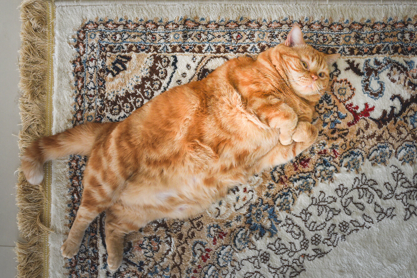 Як зрозуміти, що у вашого кота зайва вага, і що з цим робити? • 💙💛 ...