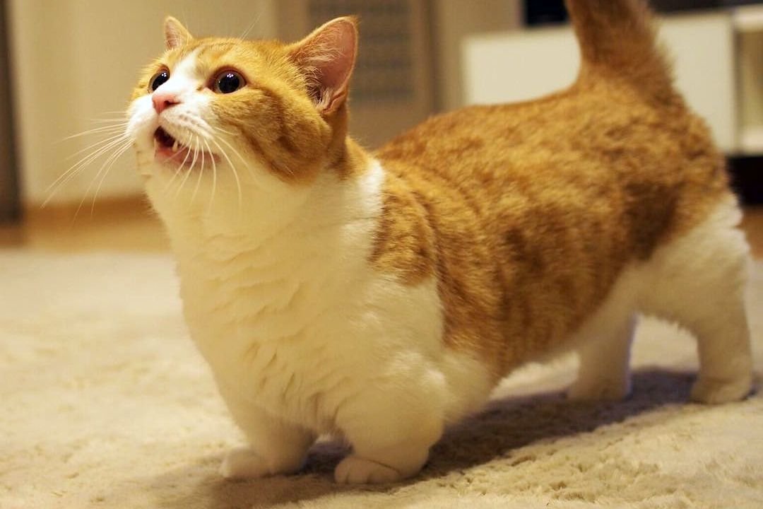 Породи котів / кішок із короткими лапами. • 💙💛ANIMALS | LovePets