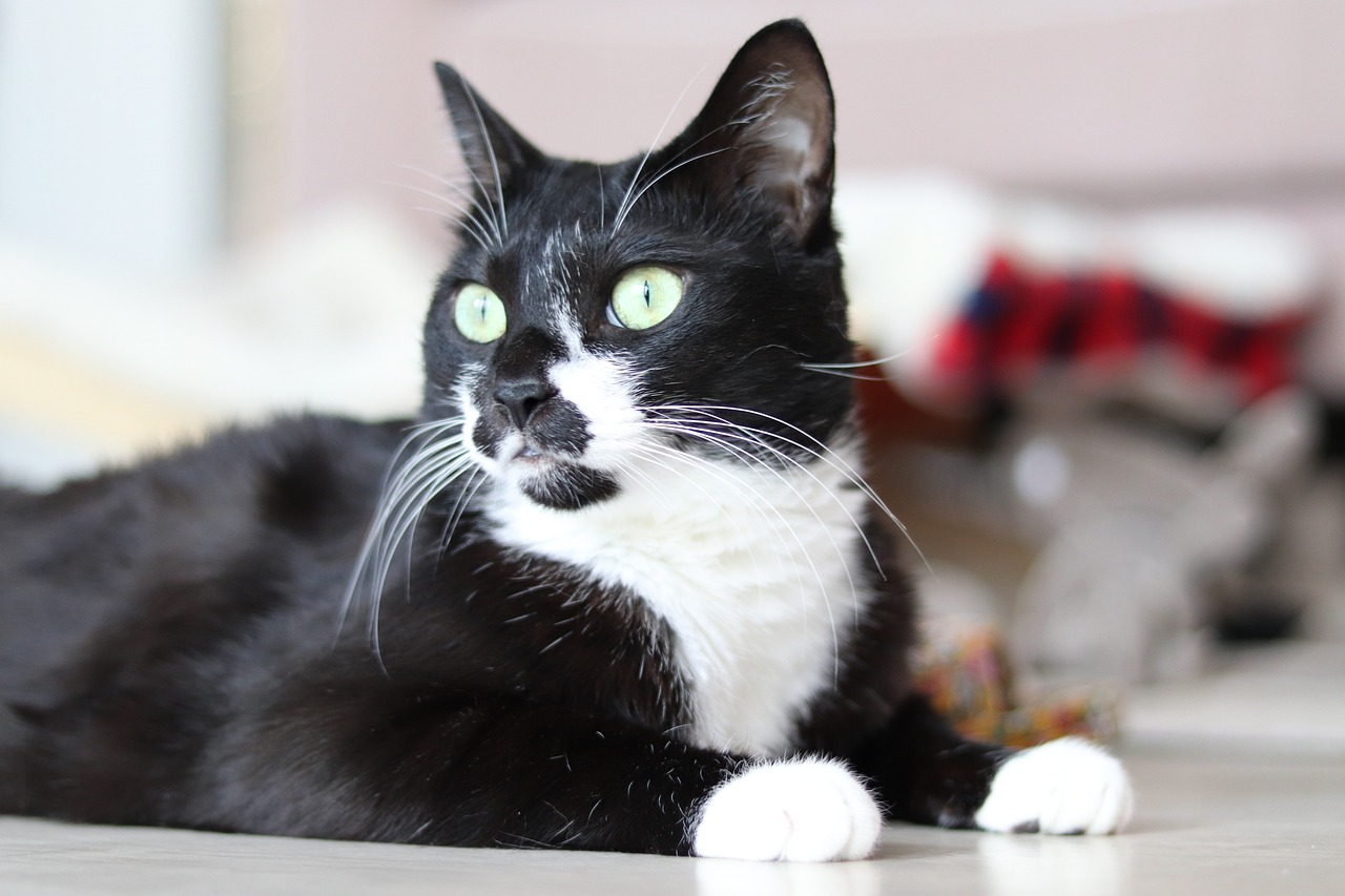 Paano malalaman ang lahi ng pusa: 5 paraan. • 💙💛HAYOP | LovePets