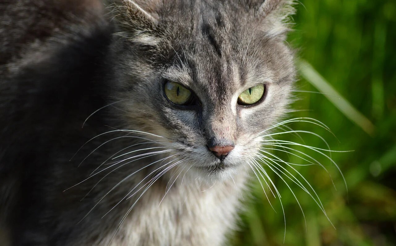 Чому у кішки випадають вуса: причини і що робити? • 💙💛ANIMALS | LovePets
