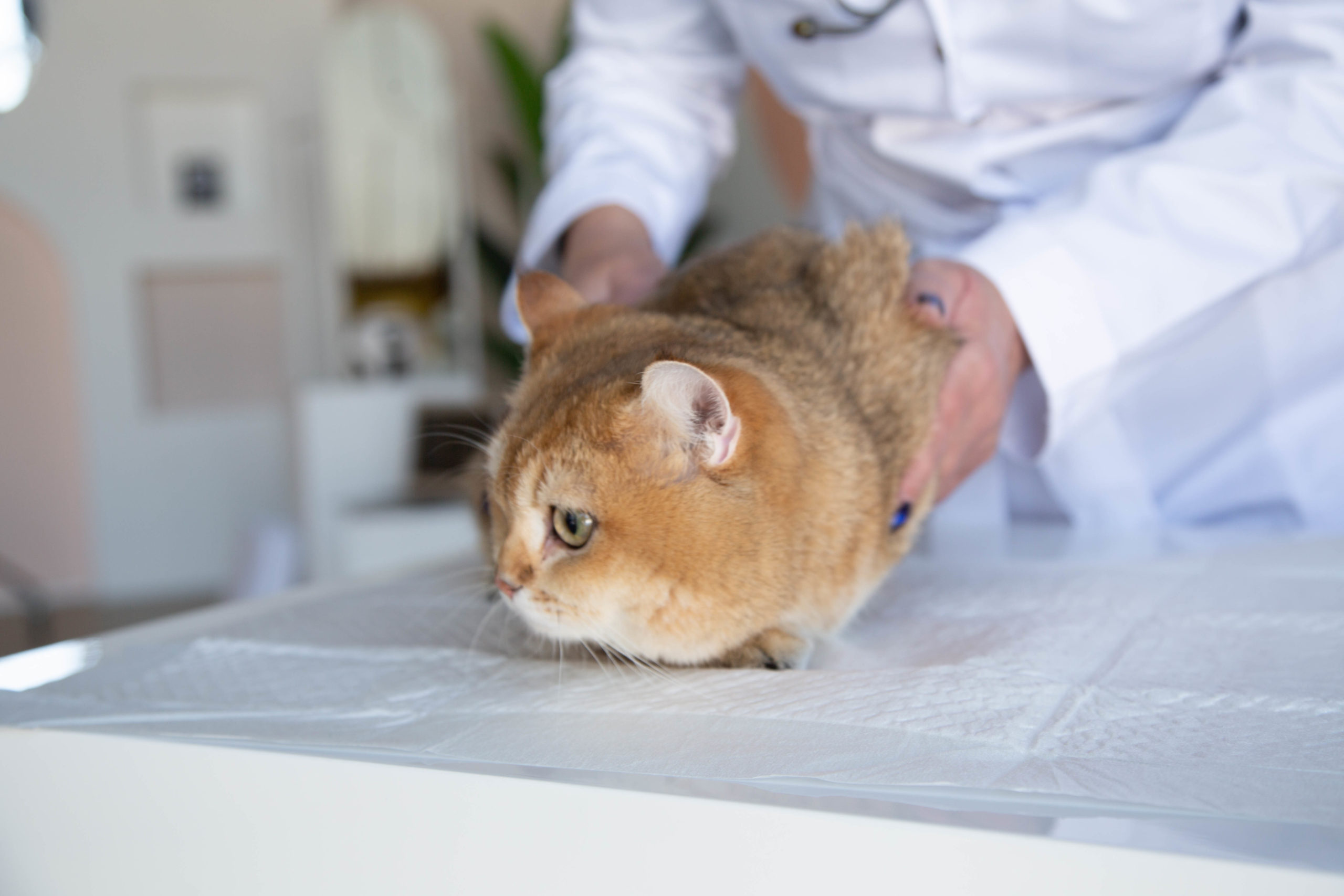 Рецептурні корми: правда про лікувальне харчування. ⋆ LovePets 💙💛