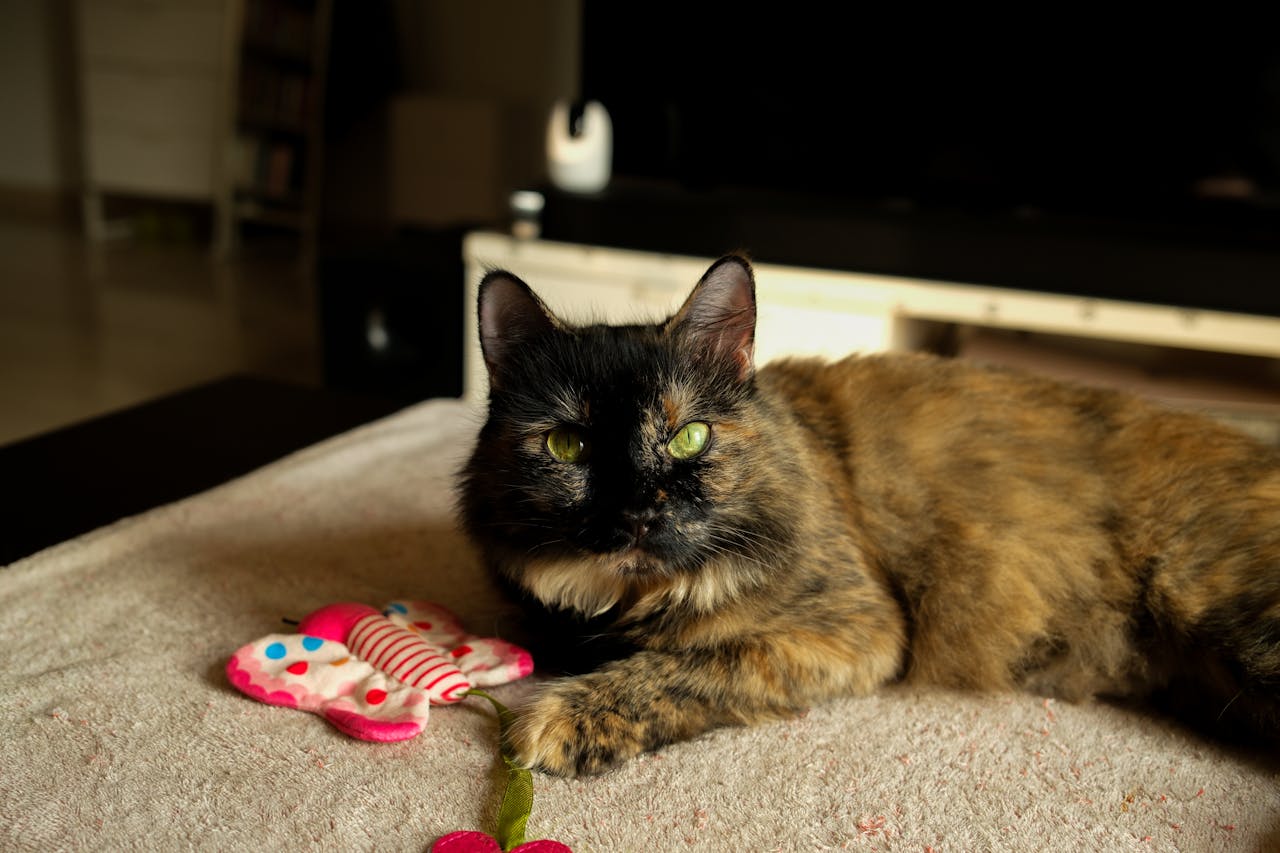 Стерилізація кішки: коли проводити операцію та поради щодо догляду ...