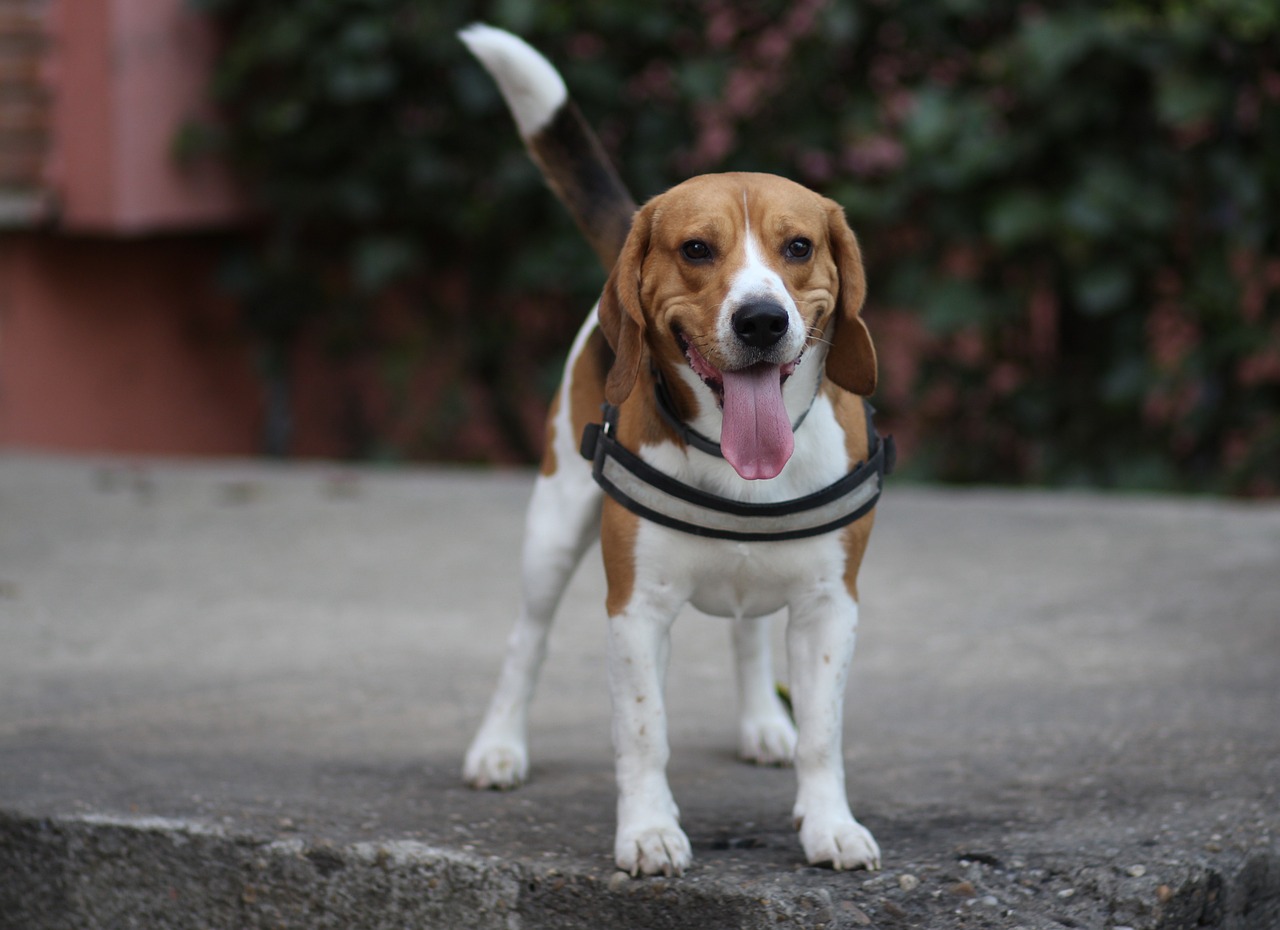 8 Dog Breeds That Look Like A Beagle (With Videos). | FEEDS LovePets
