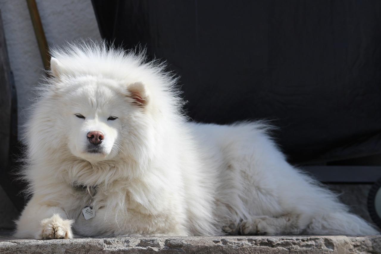 6 Dog Breeds That Start With Z (With Videos). | FEEDS LovePets