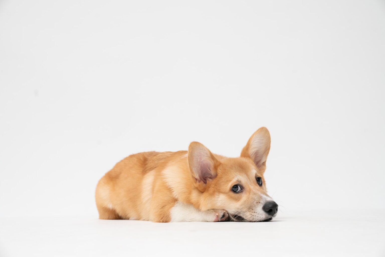 Dog Bite Force: Complete Chart and Review Of 68 Breeds. | FEEDS LovePets