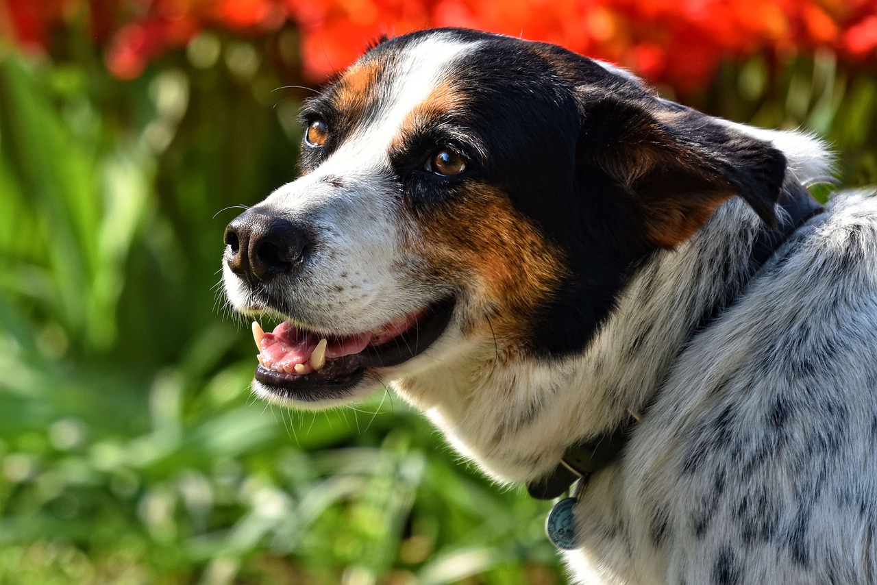Why Can’t Dogs Talk Like Humans? | FEEDS LovePets