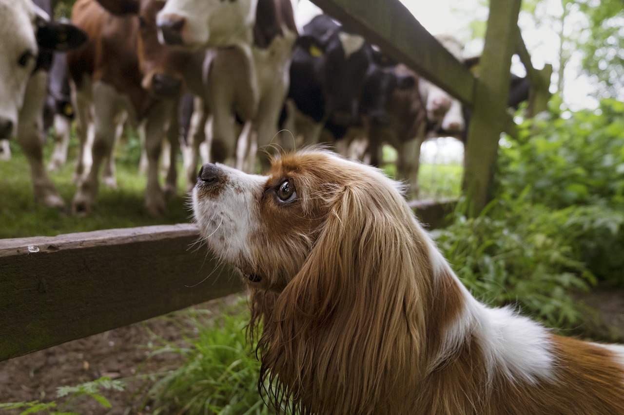 Pourquoi les chiens mangent-ils du caca de vache ? (Et comment l ...