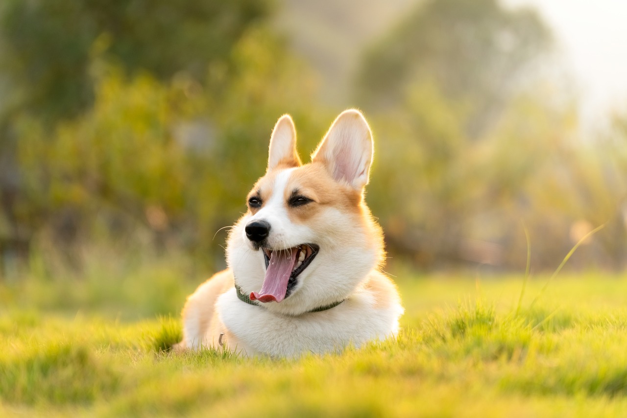 Can Dogs Eat Sweet Potatoes? | FEEDS LovePets