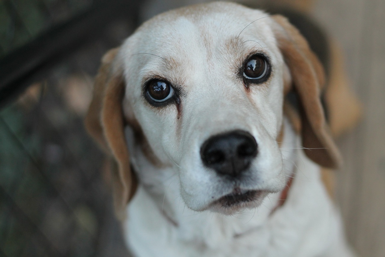 20 Dog Breeds That Weigh 30 Pounds (With Videos). | FEEDS LovePets