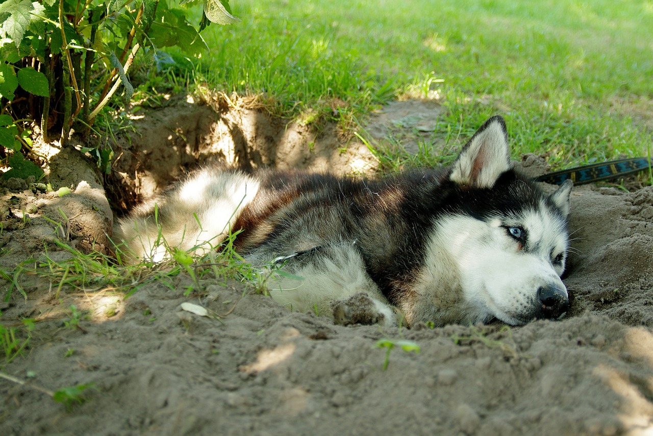 Why Do Dogs Roll on Dead Animals? | FEEDS LovePets