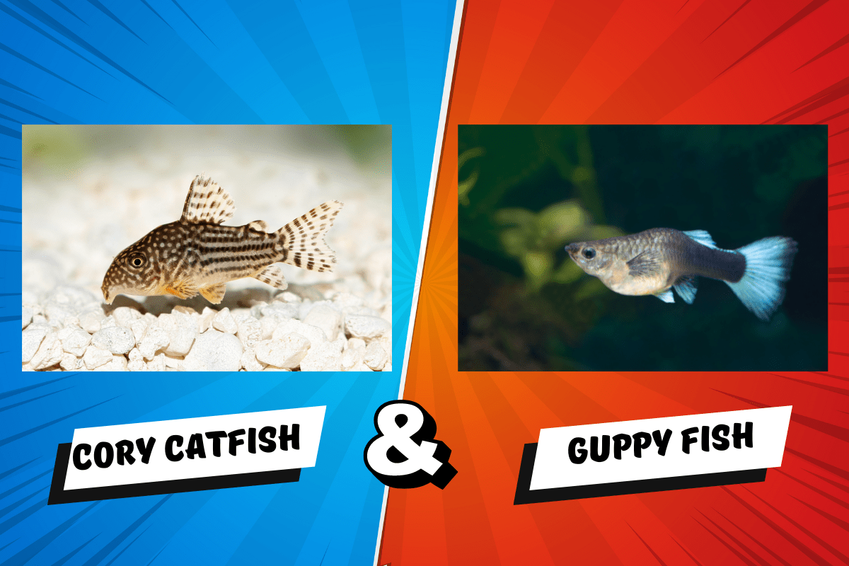 Cory Catfish And Guppies: Can They Live Together? | FEEDS LovePets