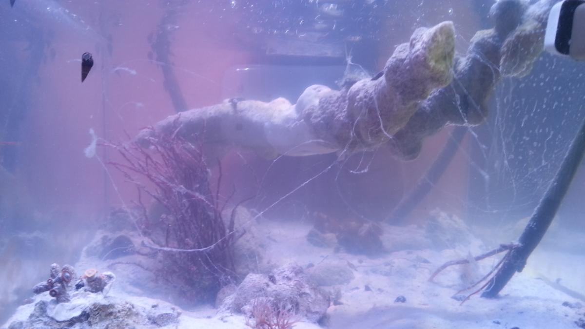 White Liquid Slime In Fish Tank: Causes & Treatment. | FEEDS LovePets