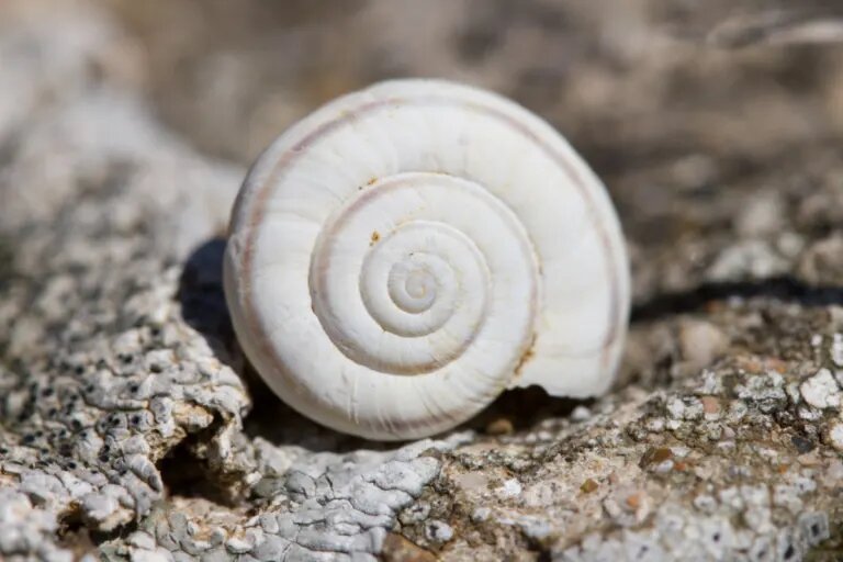 Why Is My Snail Eating Its Shell? (& What To Do About It). | FEEDS LovePets