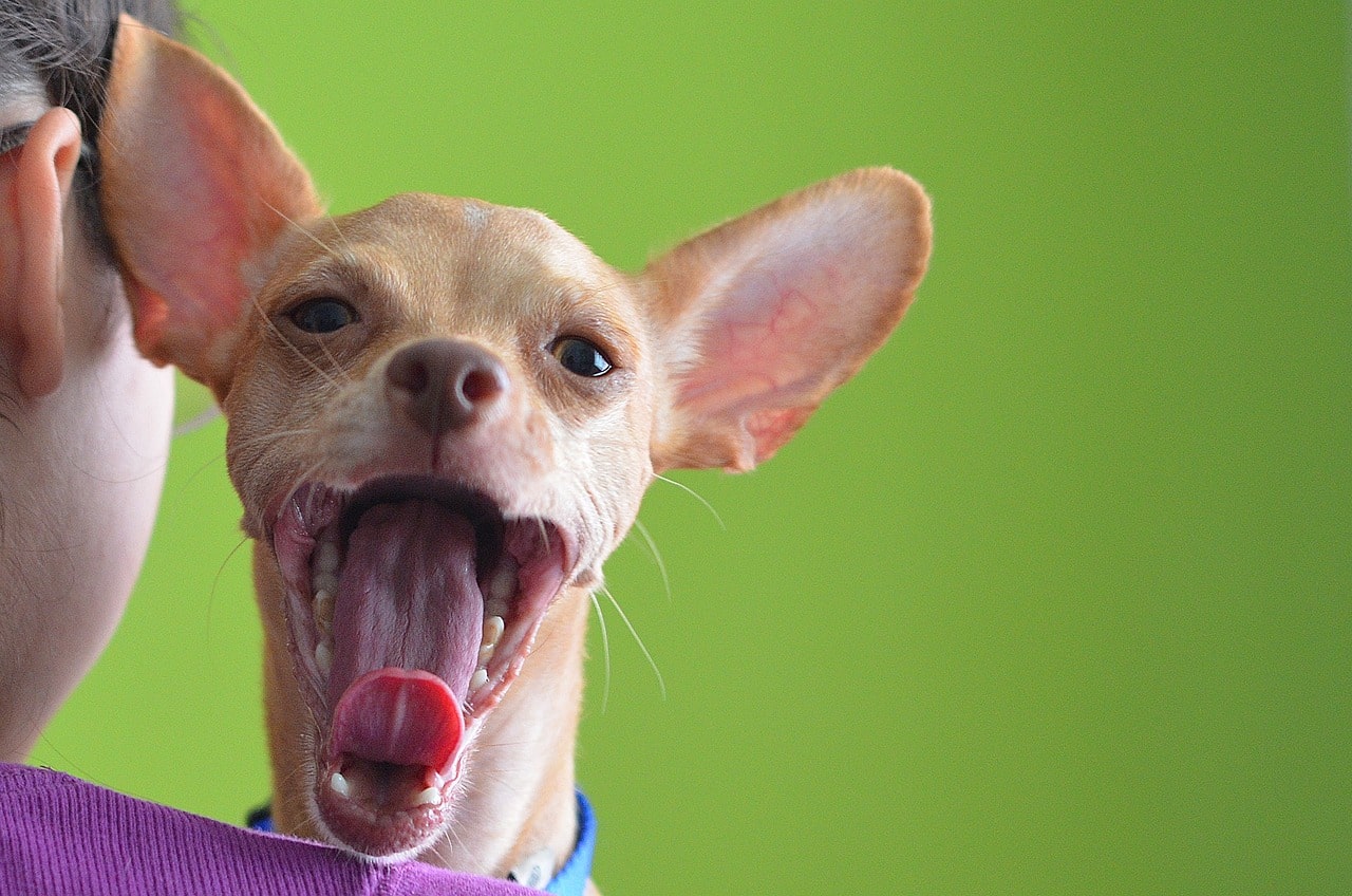 It's dangerous: 5 dog breeds that are categorically unsuitable for ...