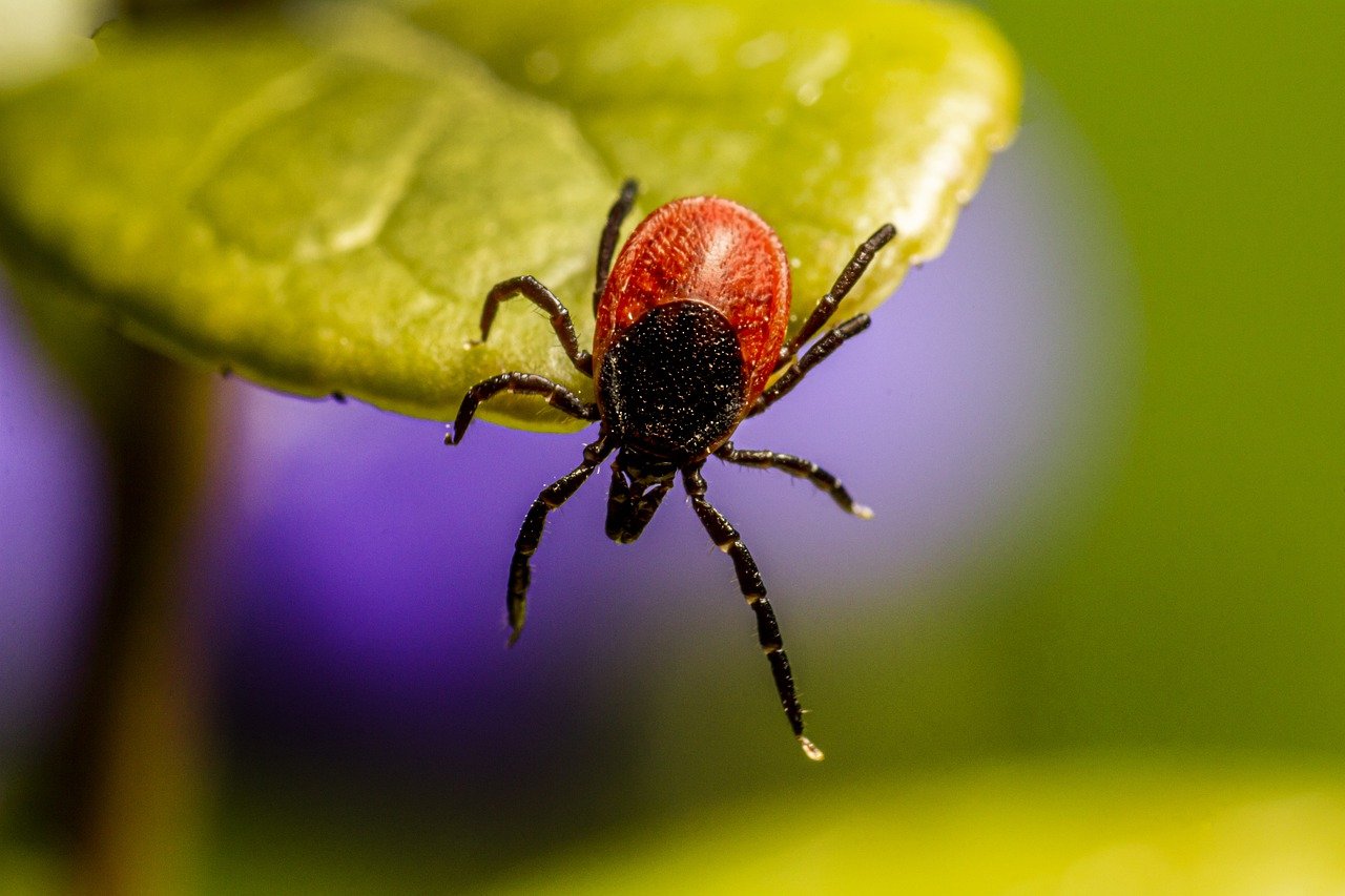 Where to look for ticks on a dog and how long does it take for them to ...