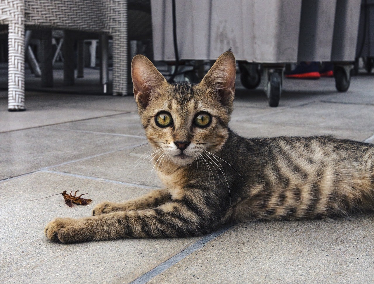 Do Cats Deter Cockroaches? [Safe or Risky Behavior?] | FEEDS LovePets