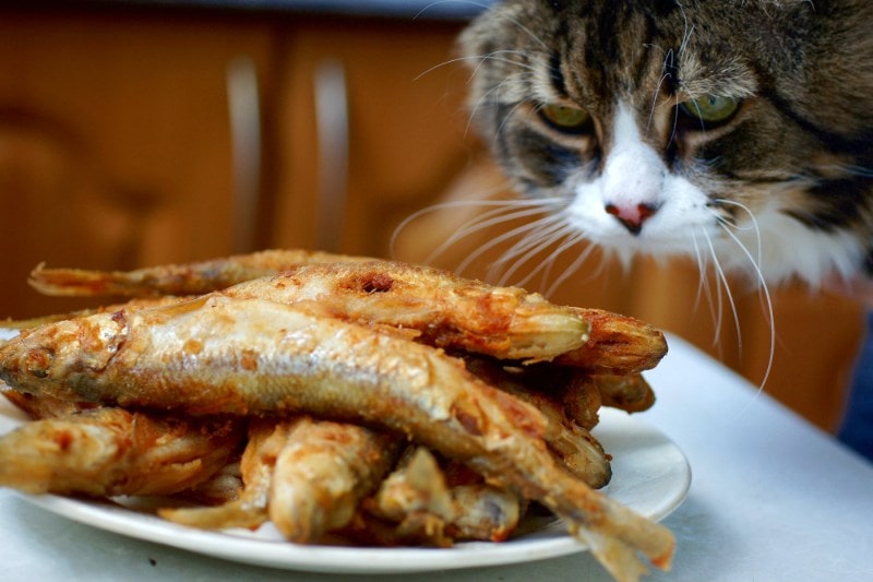 Is Imitation Crab Safe for Cats? | FEEDS LovePets