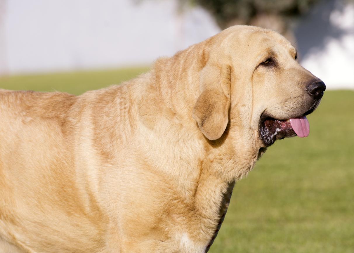 45 Dog Breeds Weighing Over 100 Pounds (With Videos). | FEEDS LovePets