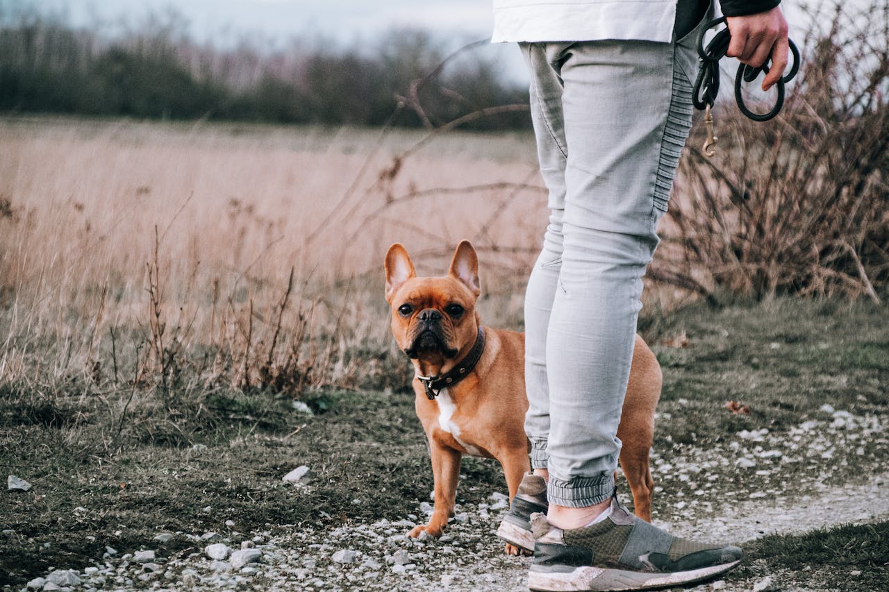 Understanding the Reason Behind Your Dog's Preference for Pooping in ...