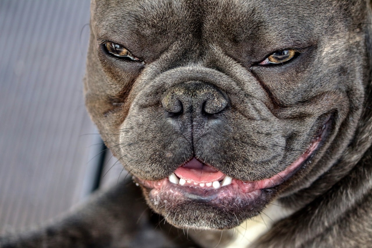 Parvovirus enteritis in dogs: symptoms, diagnosis, treatment. | FEEDS ...